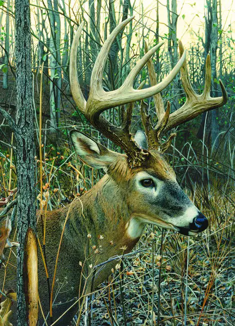 Whitetail Hjort Gevir Logo Muntjachjorten Landet I Danmark